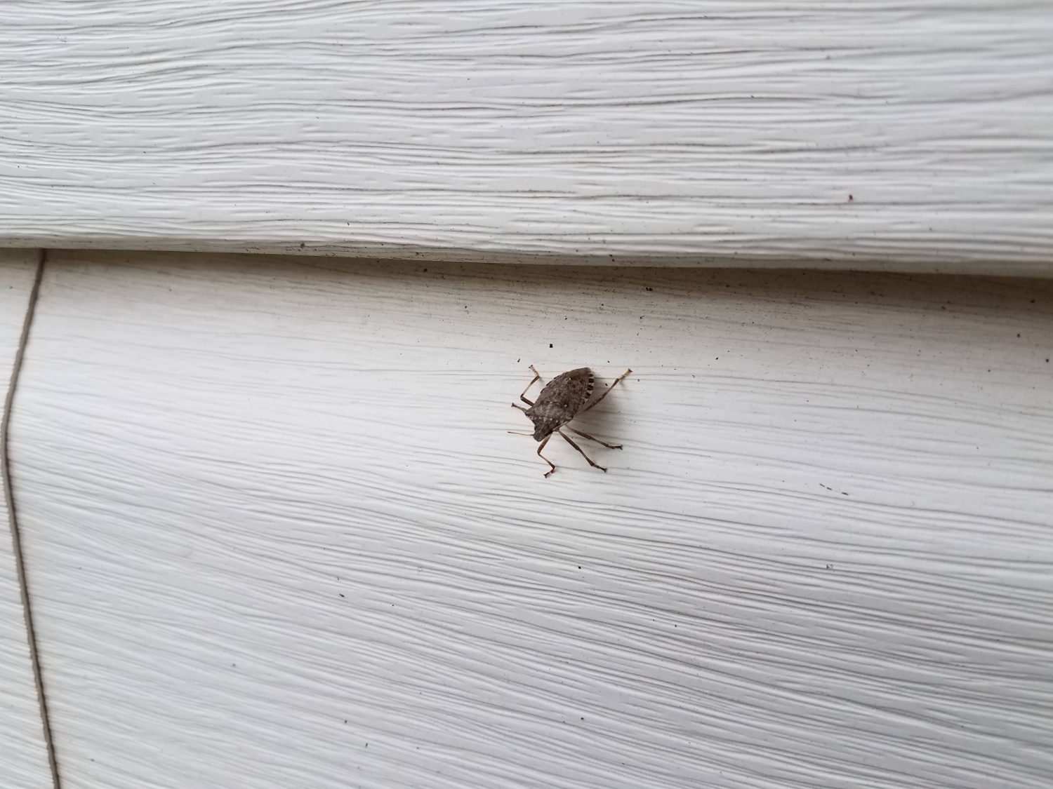Do Stink Bugs Fly - Inside & Out Property Inspectors