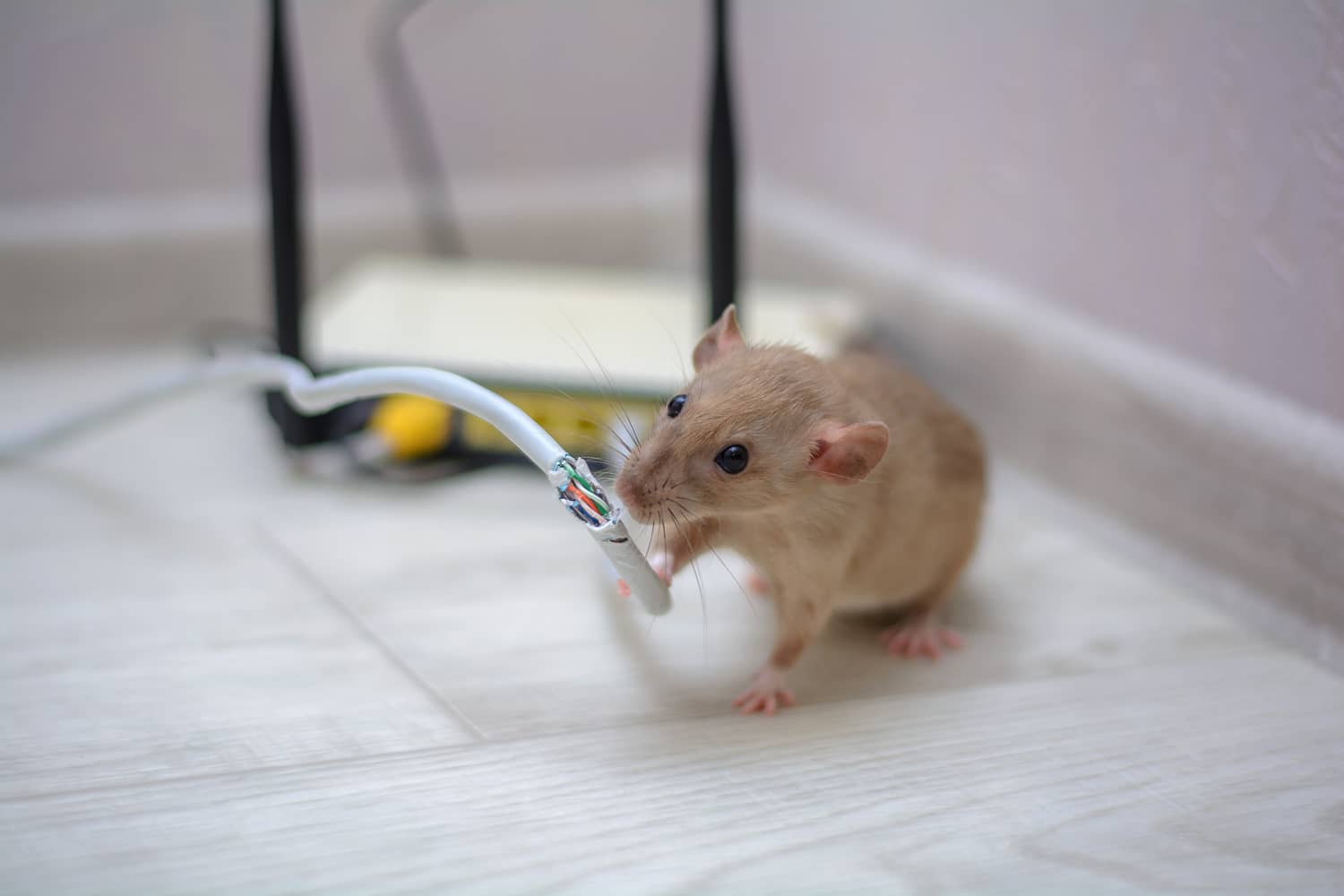 Why Do Rodents Chew Wires Inside Out Property Inspectors